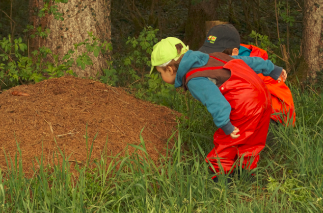 Observing Ants | Tina Jähnert